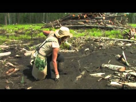 78 Days The Untold Chronicle Of Reforestation Season Tree Planter