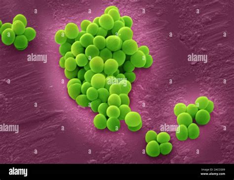 Mrsa Bacteria Coloured Scanning Electron Micrograph Sem Methicillin Resistant Staphylococcus