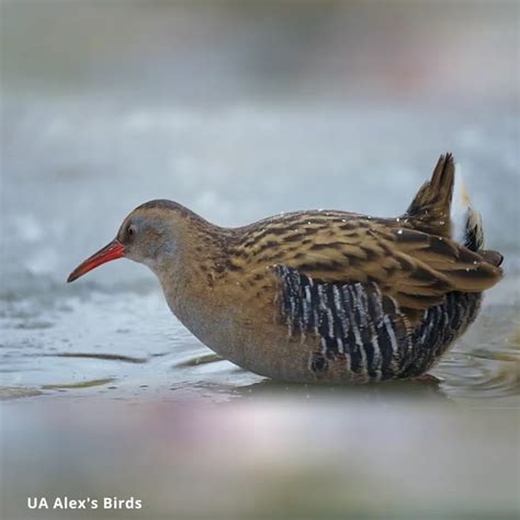 Пастушок водяний пташка зі смішним танцюючим хвостом Water Rail A Bird With A Funny Dancing
