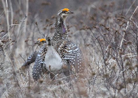 View Sharp Tailed Grouse Background Pet Wallpapers Adorable Animal