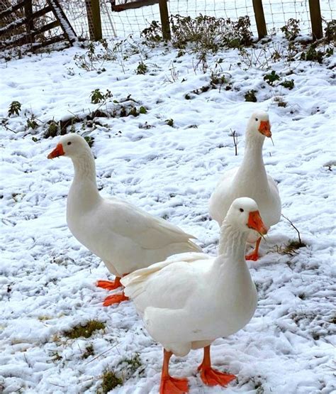Winter Wonderland Three White Ducks In The Snow