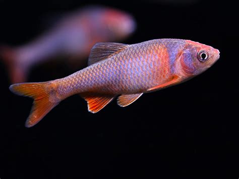 Community Fish Spotlight Red Shiner Cyprinella Lutrensis Aquatic Arts