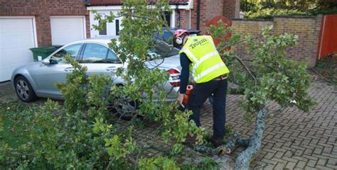Tree Surgery In London For Conservation And Preservation Mega Content Network