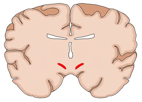 Know Your Brain Subthalamic Nucleus
