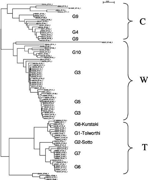 concatenated sequence based phylogenetic tree three clusters