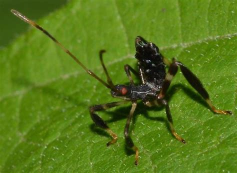 Black Assassin Bug Nymph Acanthocephala Terminalis Bugguidenet