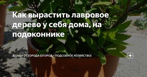 Как вырастить лавровое дерево у себя дома на подоконнике Вдали от города огород подсобное