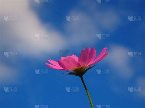 粉红色的宇宙花近距离在晴朗的天空