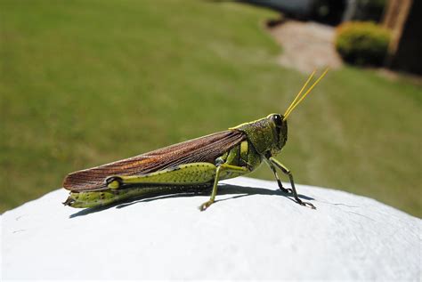 Insect Grasshopper Entomology Free Photo On Pixabay Pixabay