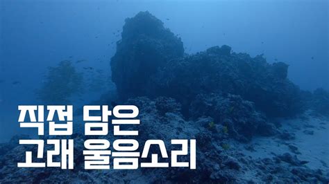 고래울음소리 들으며 바닷속에서 힐링 10분 동안 계속 들려요 YouTube