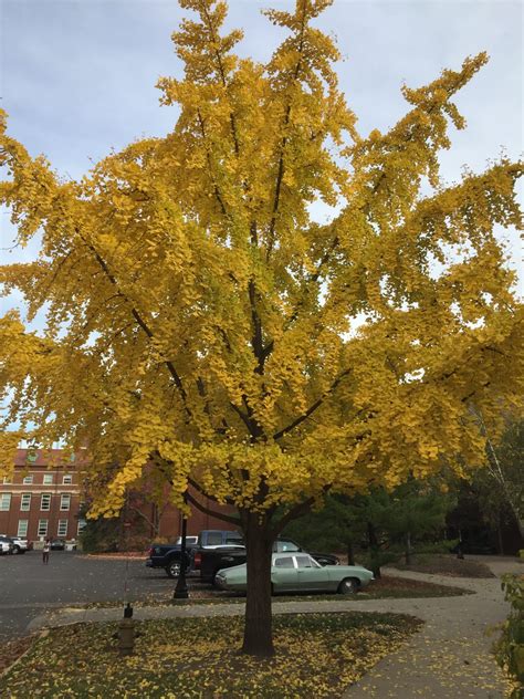 Early Fall Color A Symptom Of Stress