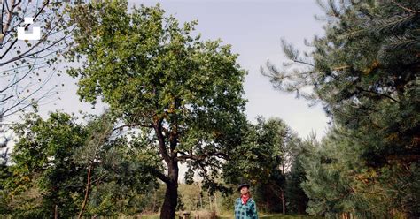 나무로 둘러싸인 길에 서있는 사람 사진 Unsplash의 무료 참나무 이미지