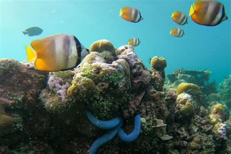 Snorkeling In Amed Complete Guide 2024