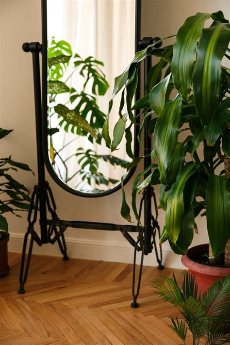 Французский паркет, зеркало, монстера, фикус | Houseplants, Decor, Home ...