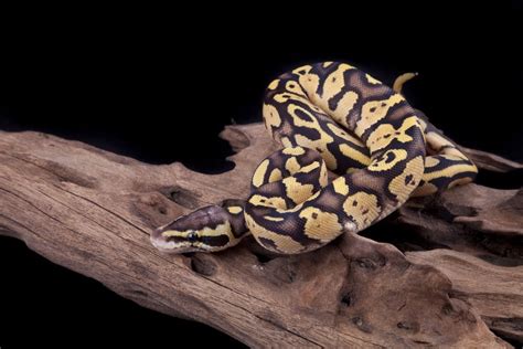 Firefly Ball Python
