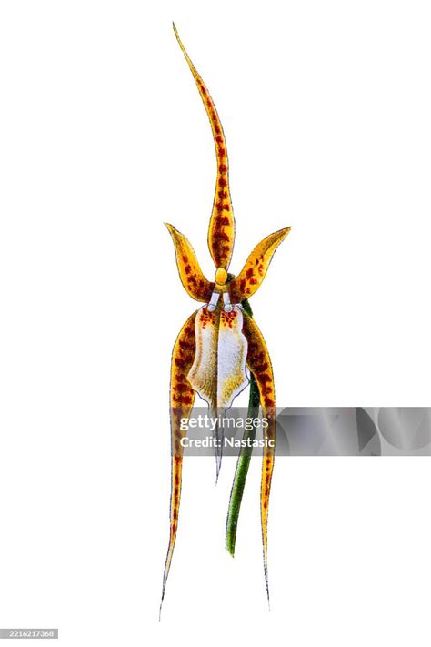 Orchid Species Brassia Caudata High Res Vector Graphic Getty Images