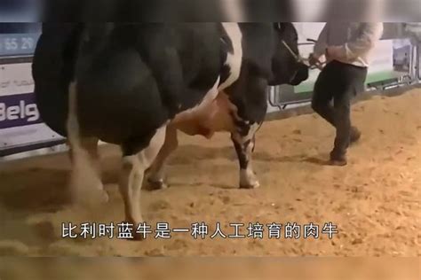 这年头牛也健身看到比利时蓝牛的肌肉后网友我还不如一头牛 比利时 健身 肌肉