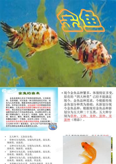 金鱼种类PPT模板下载 编号lozkgzwo 熊猫办公