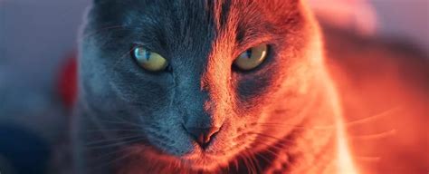 Unmasking The Hidden Threat How Toxoplasmosis Disrupts Brain Communication Central Science