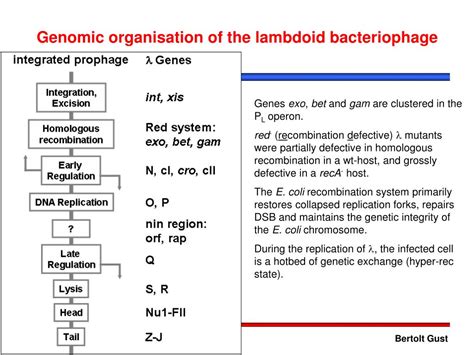 Ppt Lambda Red Recombination Powerpoint Presentation Free Download Id3960528