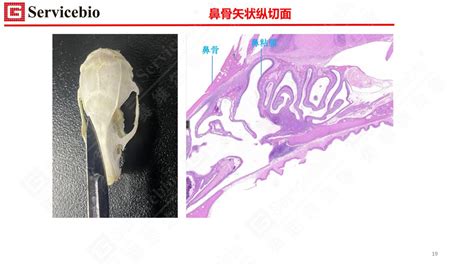 赛维尔生物服务 产品 Servicebio 武汉赛维尔生物科技有限公司