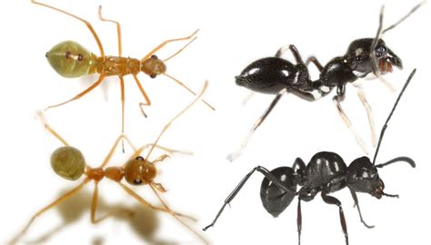 Why Near Enough Is Good Enough For Ant Mimicking Spiders The Lighthouse