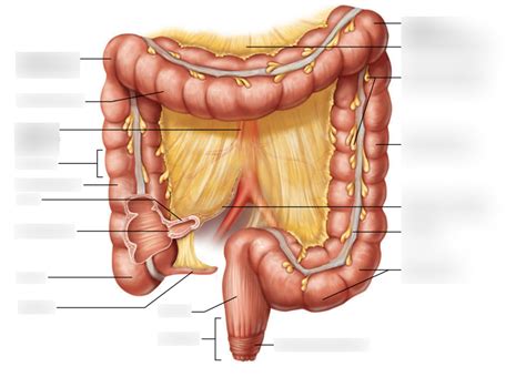 Colon Diagram Quizlet