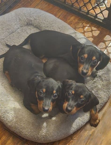 Miniature Dachshund Puppies For Sale In Quad Cities At Robert Bence Blog