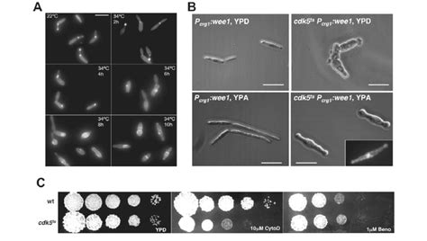 Cdk5 Ts Cells Are Affected In Polarity A Calcofluor Staining Of Cdk5 Download Scientific