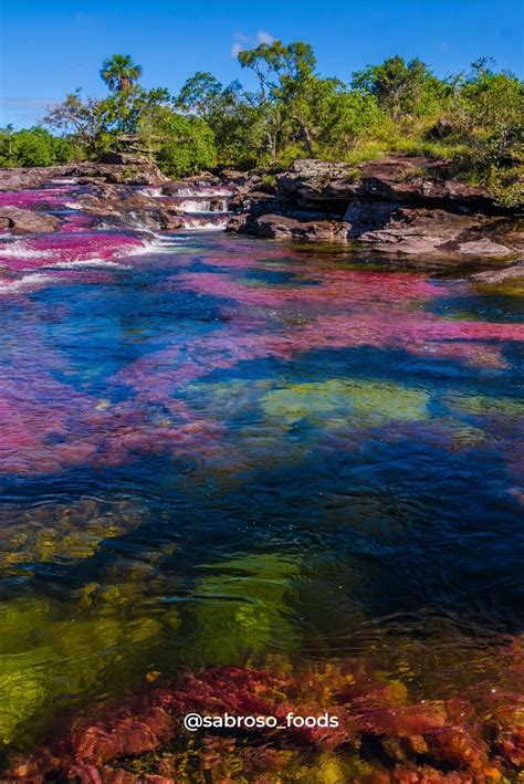 Caño Cristales The Stunning Liquid Rainbow River In Colombia