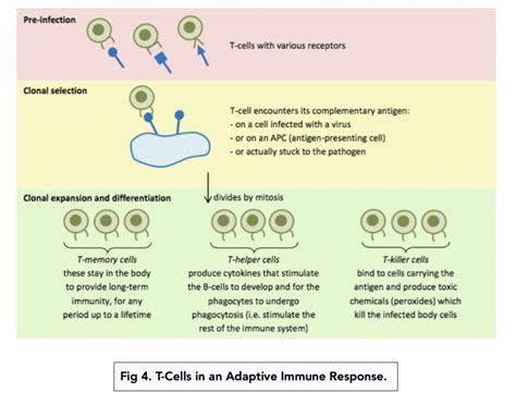 The Adaptive Immune Response A Level Biology Study Mind