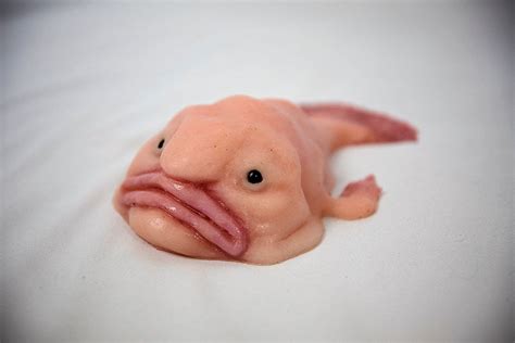 What Do Blob Fish Do What Do Blob Fish Do