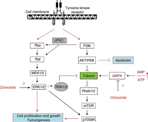 The Ras Raf MEK ERK Mitogen Activated Protein Kinase MAPK And
