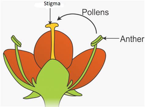 Plants Pollination Fertilization And Germination Class 6 Science