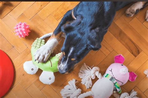 5 Trainer Approved Tips To Help Your Dog Overcome Separation Anxiety