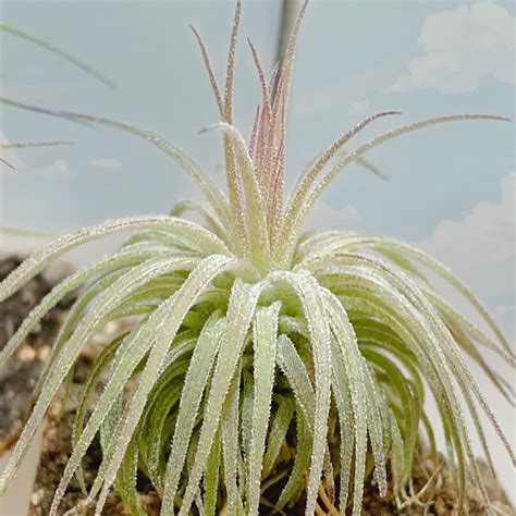 Tillandsia Ionantha Ron Is Sooo Spa Flora Pte Ltd Facebook