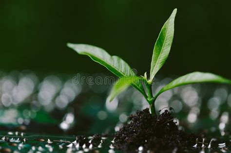 Tree Growing On The Converging Point Of Computer Circuit Board Green Computing Green