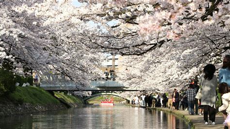 赏樱名胜百选富山 松川公园 Nippon