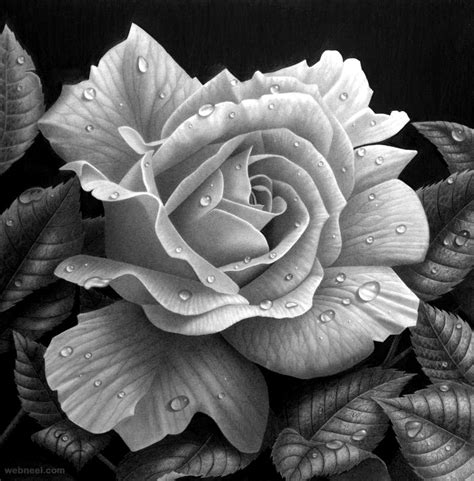 Realistic Rose Pencil Drawing A Step By Step Guide For Beginners