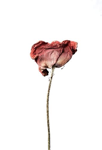 말린 양귀비 마른 줄기의 일부가있는 마른 잎과 꽃잎의 구겨진 부분으로 흰색 배경 마른 꽃에 고립 일반 꽃의 허바륨부적절하게 건조 0명에 대한 스톡 사진 및 기타 이미지