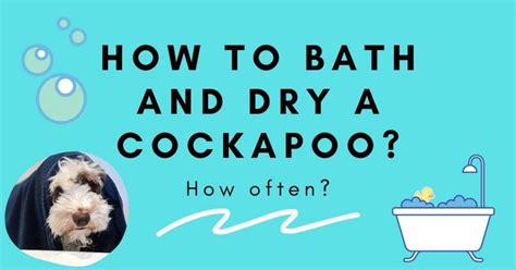 How To Trim A Cockapoo Face Easy Methods Cockapoo Pride