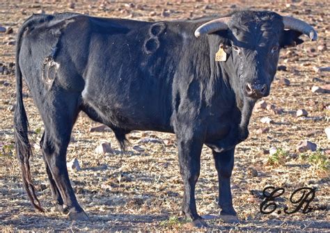 Organización Gubernamental Desembarque Y Tradicional Encierro De Novillos