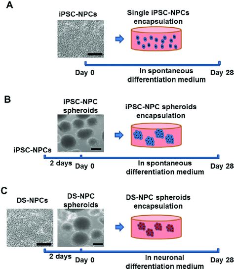 Schematic Of Experimental Design A Homogeneous Hipsc Npc Download Scientific Diagram
