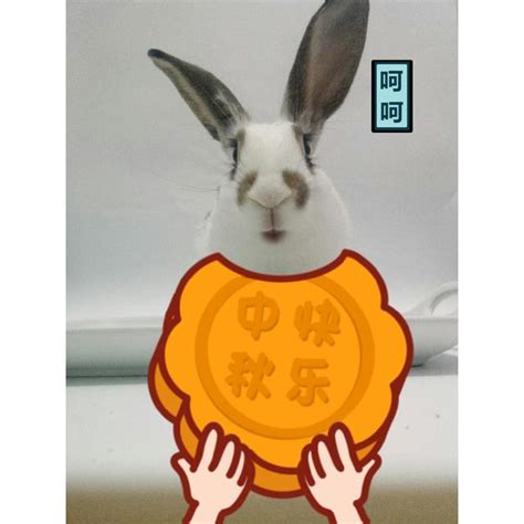 兔友家兔子是這樣過節的 每日頭條