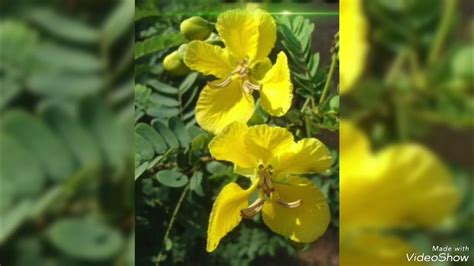 නි්රෝගි වෙන්න ඔබත් කැමති ද Youtube