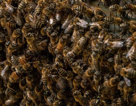 Bee Bearding Should You Be Concerned When Your Bees Beard Beekeeping