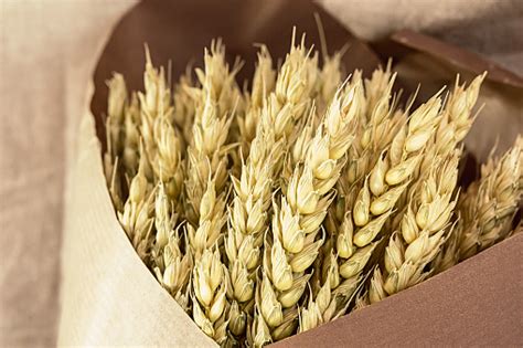 크래프트 종이에 밀 클로즈업의 신선한 밝은 녹색 귀의 소박한 꽃다발 가을에 대한 스톡 사진 및 기타 이미지 가을 건강한 생활방식 건조 식품 Istock