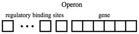 Jacob And Monod Operon Model For The Regulation Of Protein Download Scientific Diagram