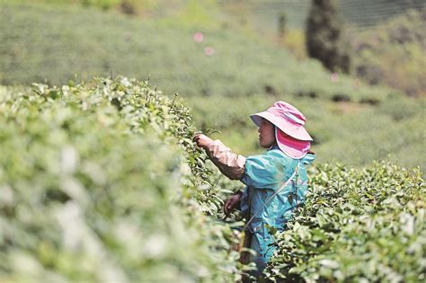 抢采“谷雨茶” 社会 彭水网