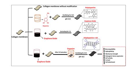 Synthesis Characterization And Induced Osteogenic Differentiation
